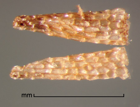 Alectra spp. | Federal Noxious Weed Disseminules of the U.S.
