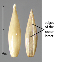Key to keys | Federal Noxious Weed Disseminules of the U.S.