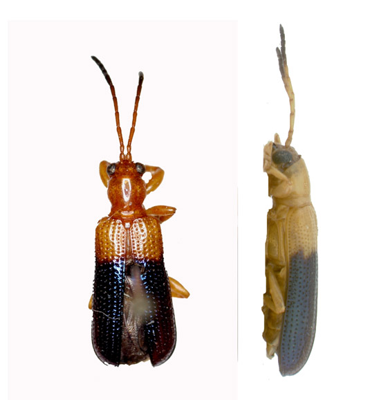 Promecotheca | Hispine Pests of Palms