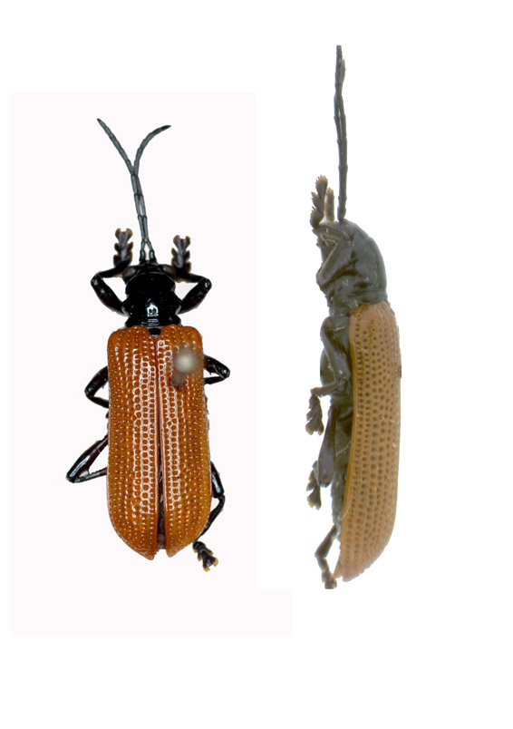 Promecotheca | Hispine Pests of Palms