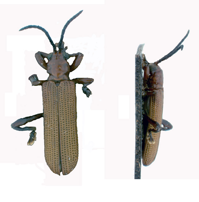 Promecotheca | Hispine Pests of Palms