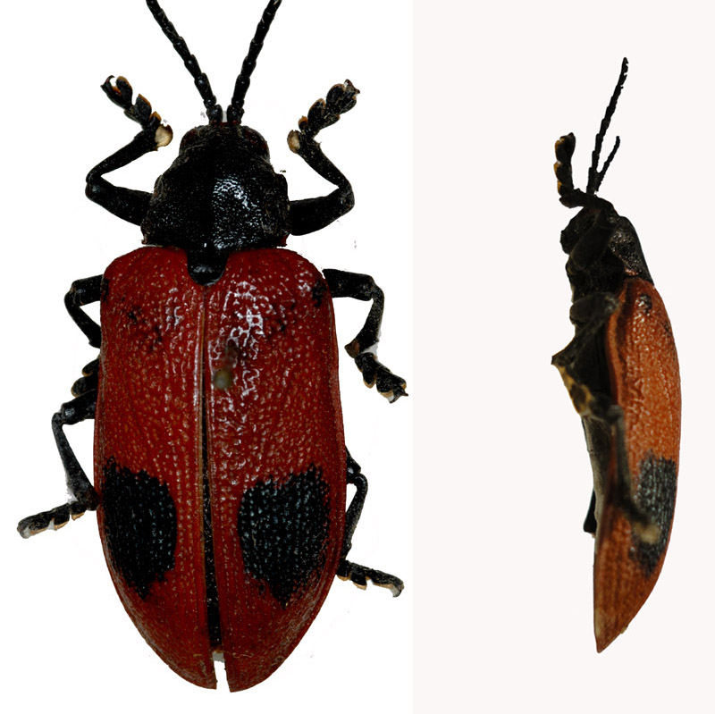 Hispine Pests of Palms