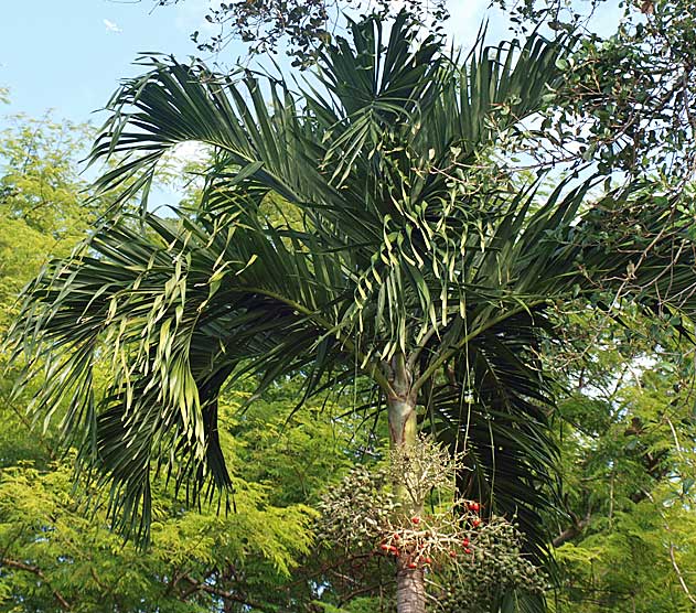 Adonidia merrillii | Identifying Commonly Cultivated Palms