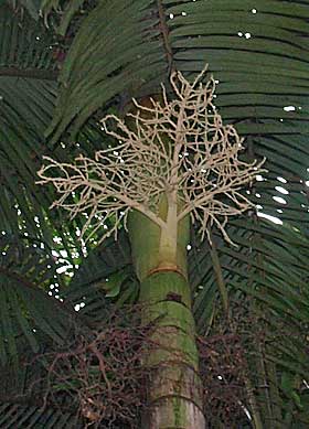 Archontophoenix alexandrae | Identifying Commonly Cultivated Palms