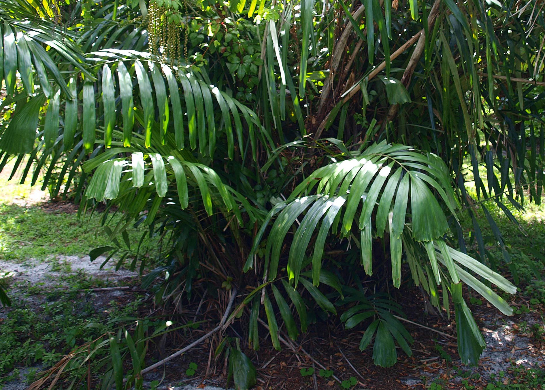 Arenga engleri | Identifying Commonly Cultivated Palms