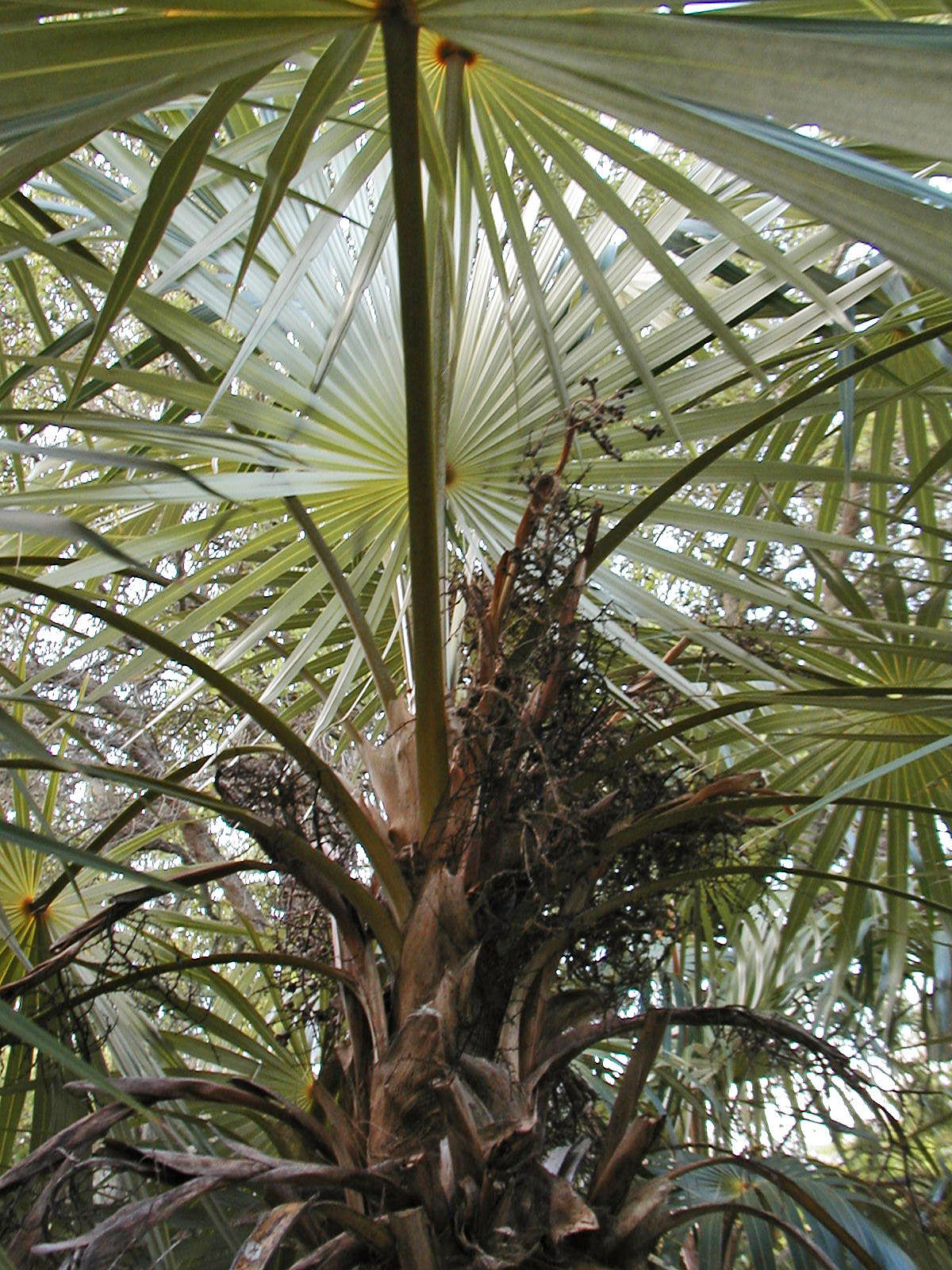 Coccothrinax argentata | Identifying Commonly Cultivated Palms