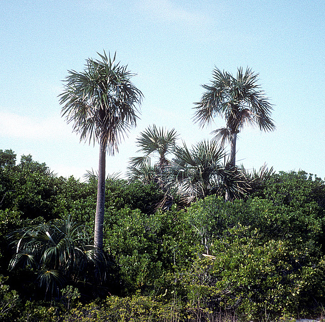 Coccothrinax argentata | Identifying Commonly Cultivated Palms