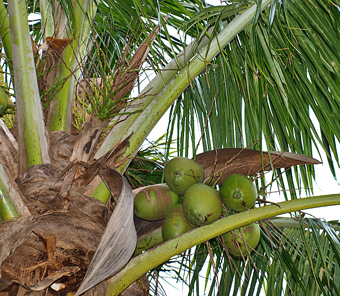 Cocos nucifera | Identifying Commonly Cultivated Palms