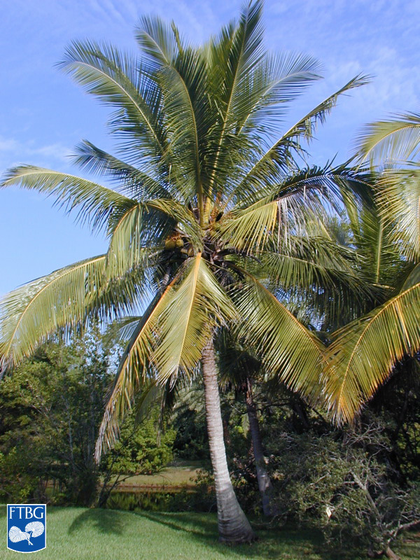 Cocos nucifera | Identifying Commonly Cultivated Palms