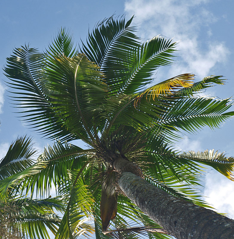 Dictyosperma album | Identifying Commonly Cultivated Palms