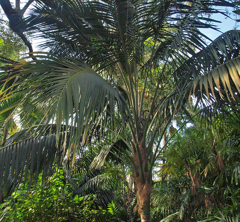 Howea forsteriana | Identifying Commonly Cultivated Palms