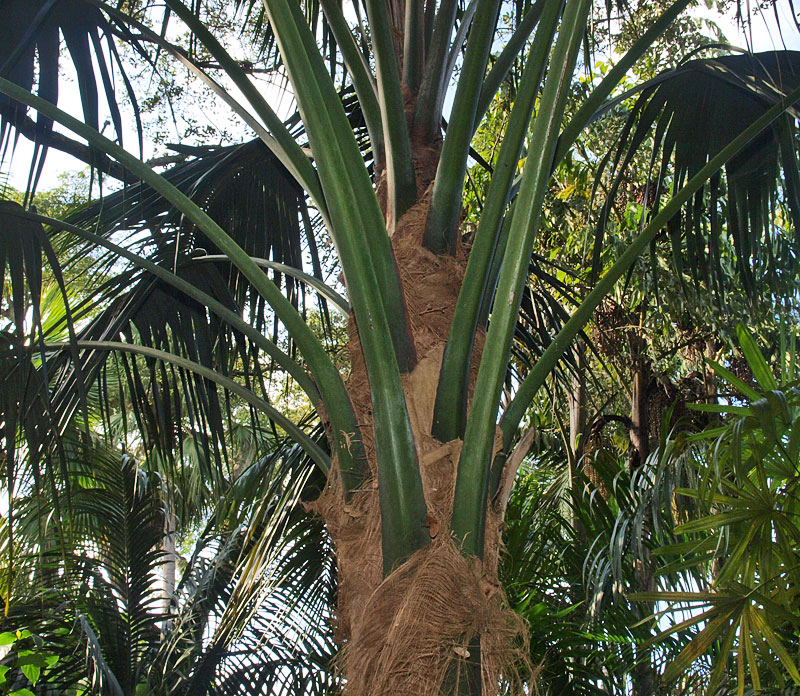 Howea forsteriana | Identifying Commonly Cultivated Palms