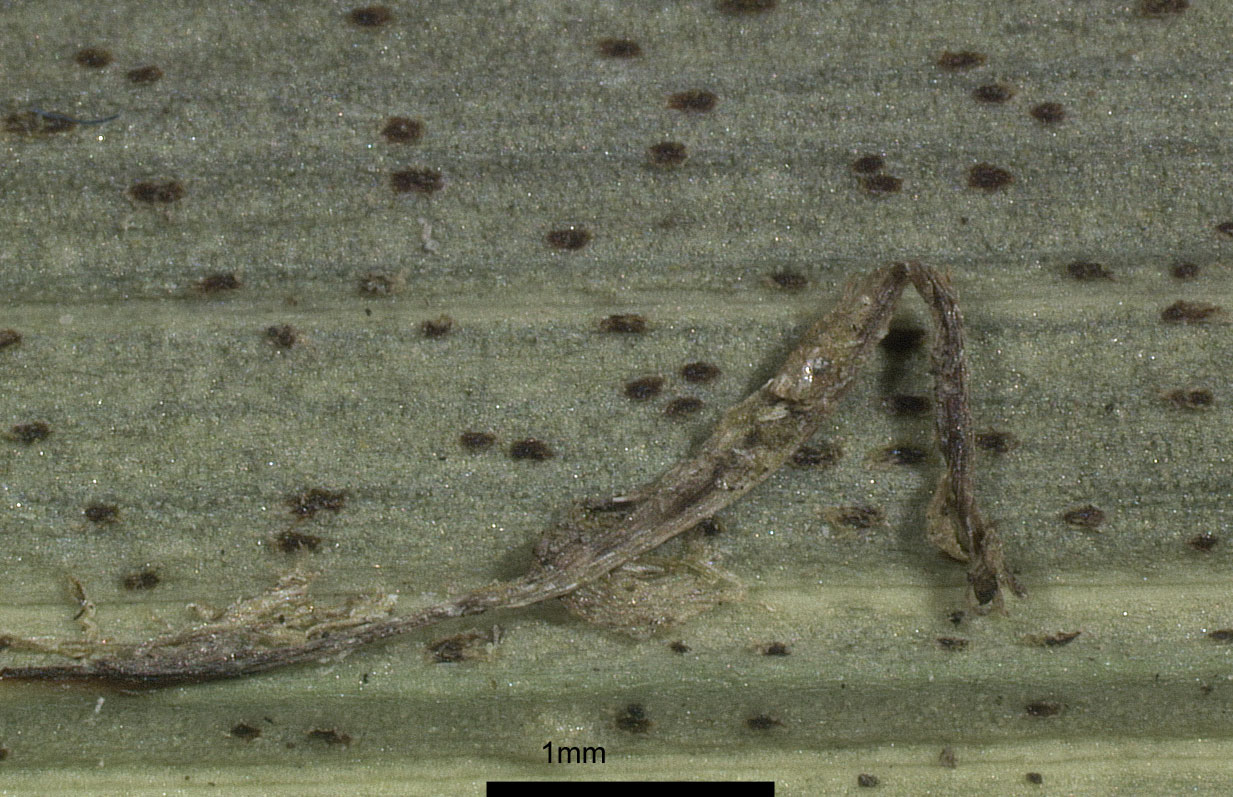 Howea forsteriana | Identifying Commonly Cultivated Palms
