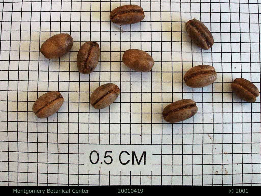 Phoenix canariensis | Identifying Commonly Cultivated Palms