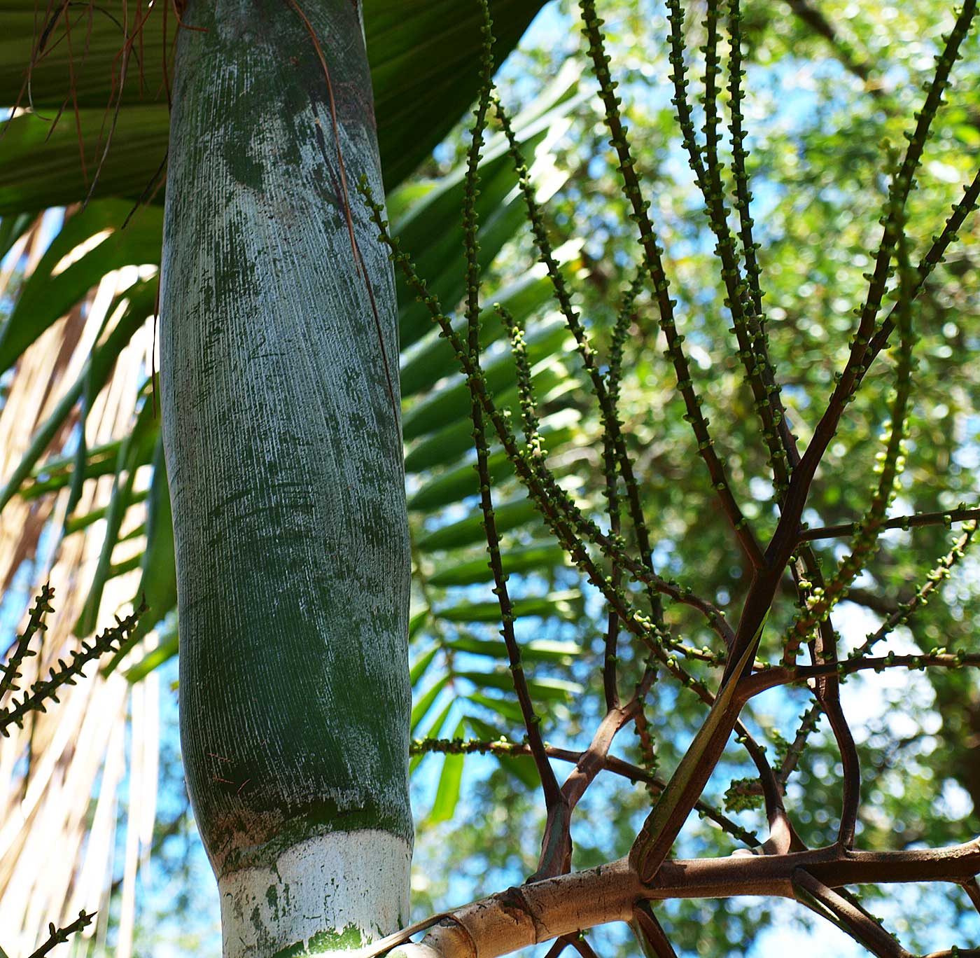 Ptychosperma elegans | Identifying Commonly Cultivated Palms