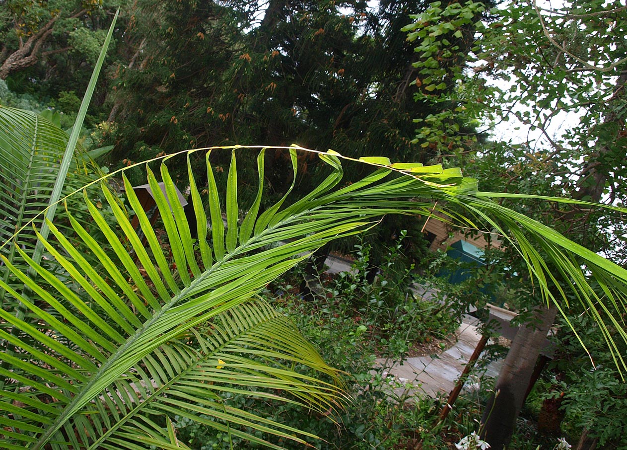 Ravenea rivularis | Identifying Commonly Cultivated Palms