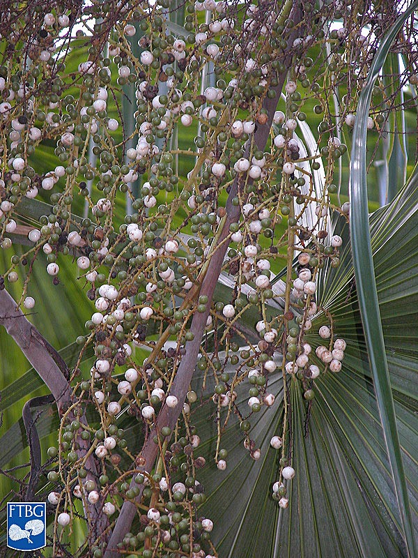 Thrinax excelsa | Identifying Commonly Cultivated Palms