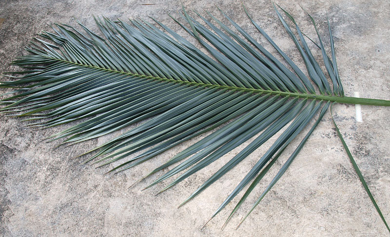 Howea forsteriana | Identifying Commonly Cultivated Palms