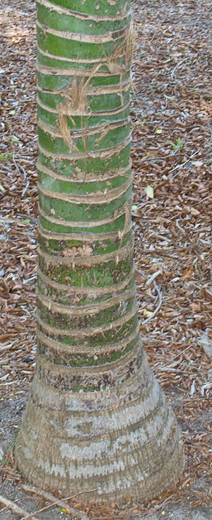 Howea forsteriana | Identifying Commonly Cultivated Palms