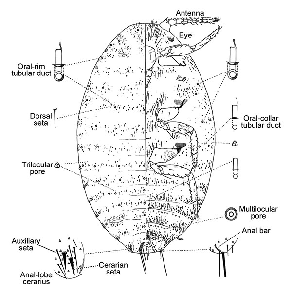 Paracoccus ferrisi | Scale Insects