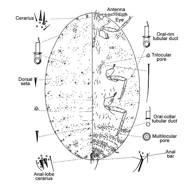 Paracoccus herreni | Scale Insects