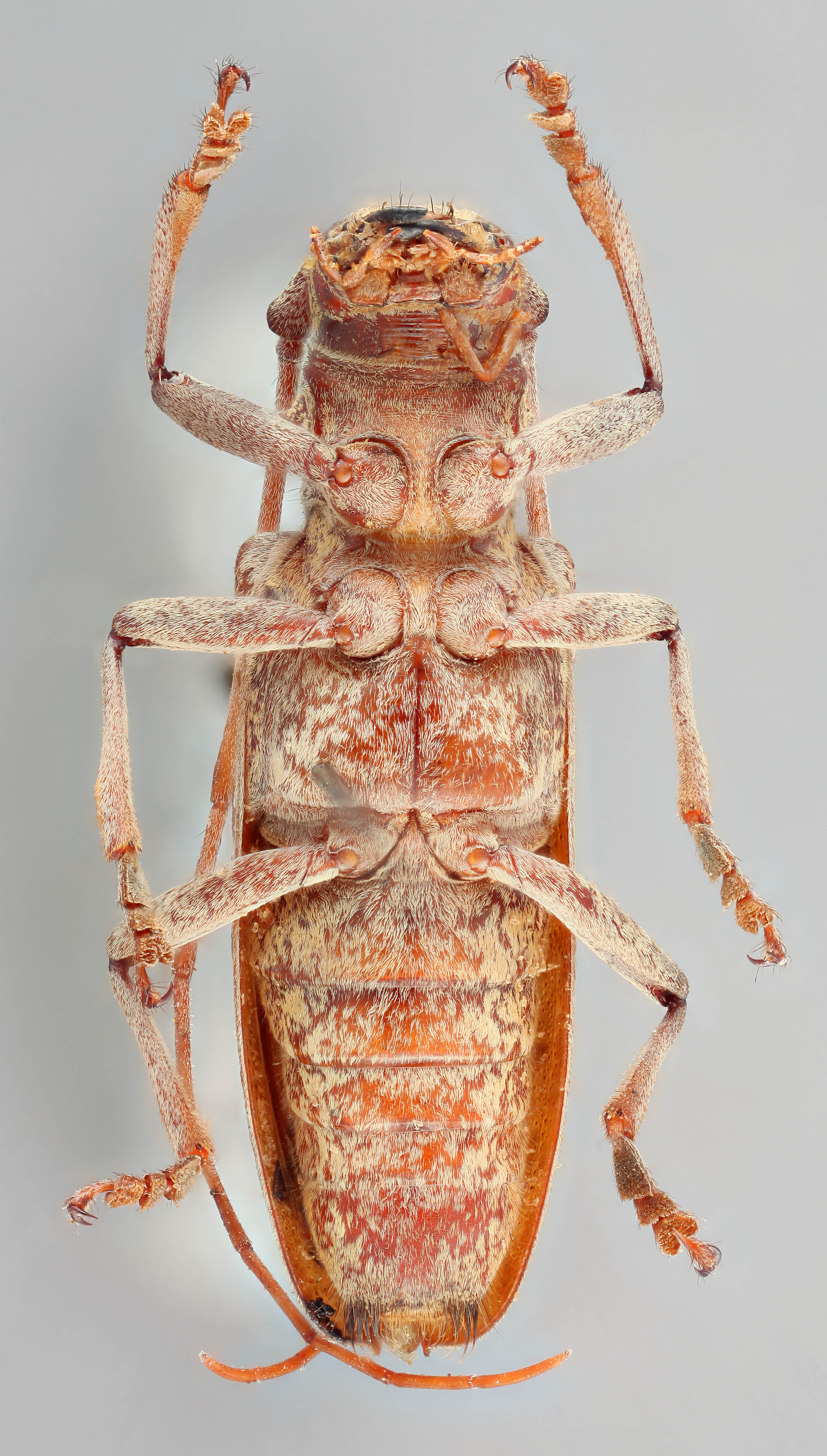 Monochamus titillator | CerambycID