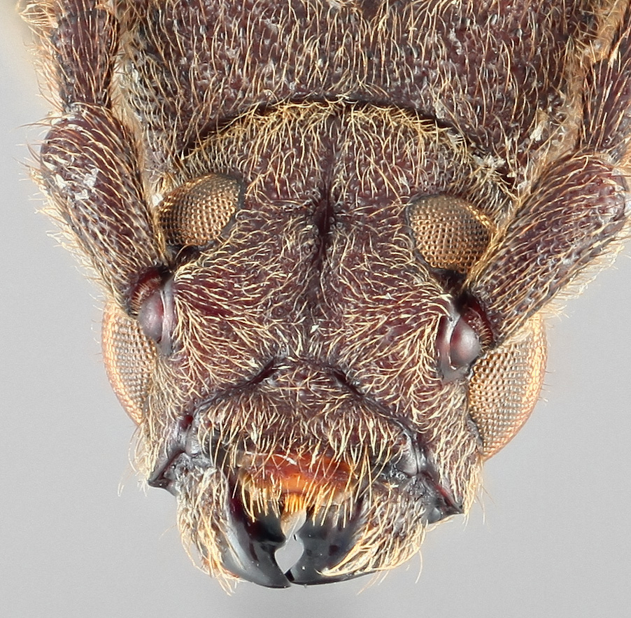 Cephalallus | CerambycID