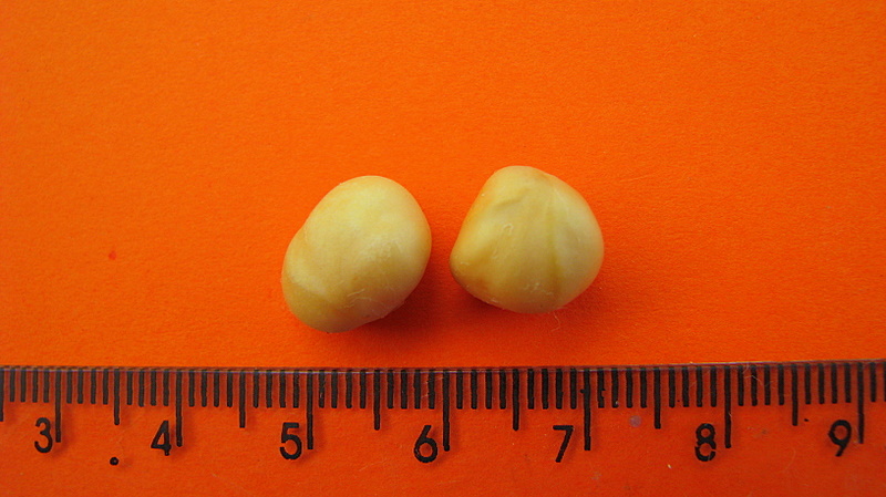 Moraceae | Fruit and Seed Family ID