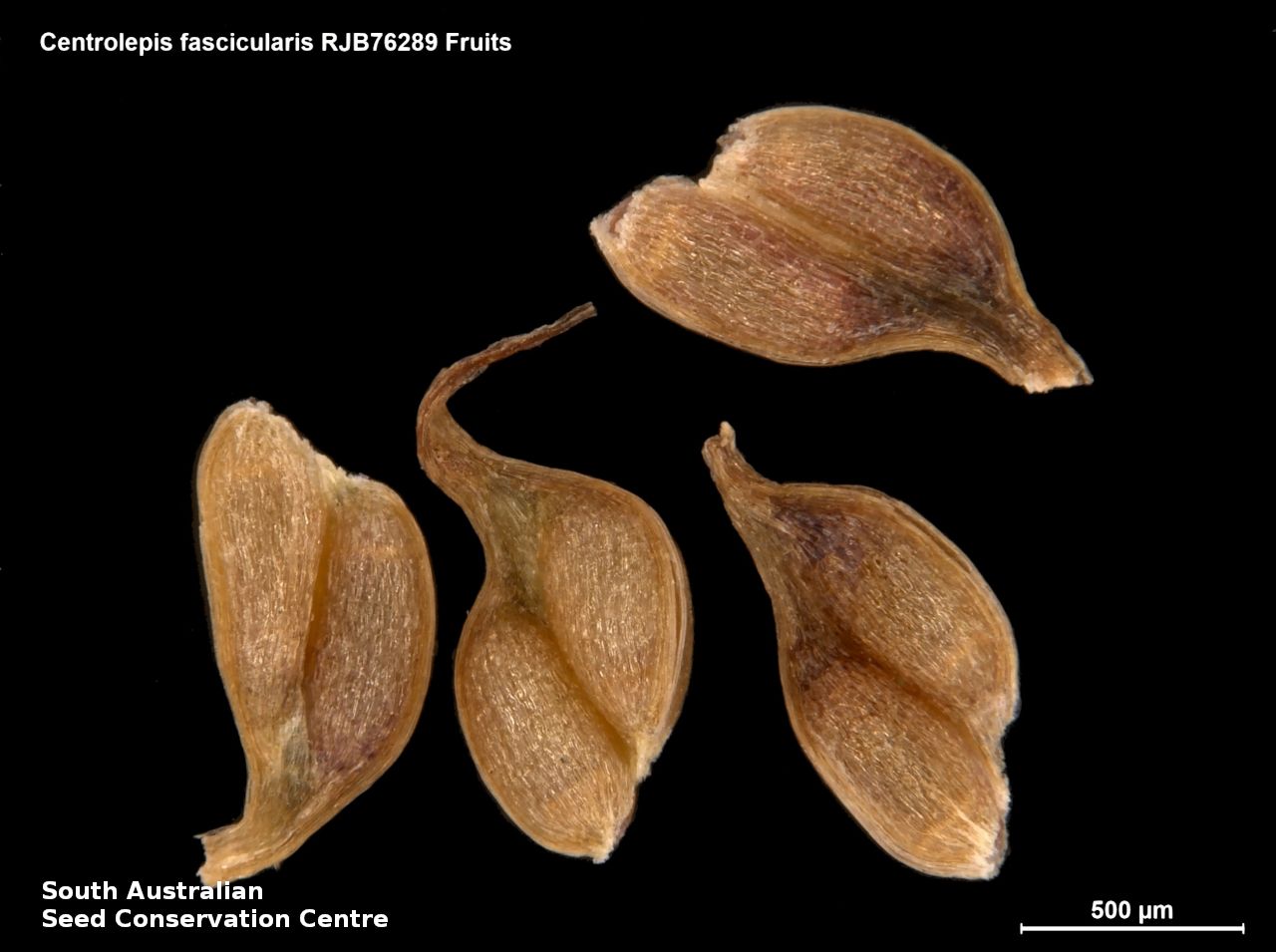 Restionaceae | Fruit and Seed Family ID
