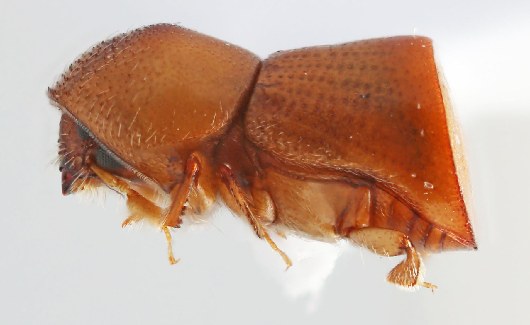 Amasa cylindrotomica | Southeast Asian Ambrosia Beetle ID