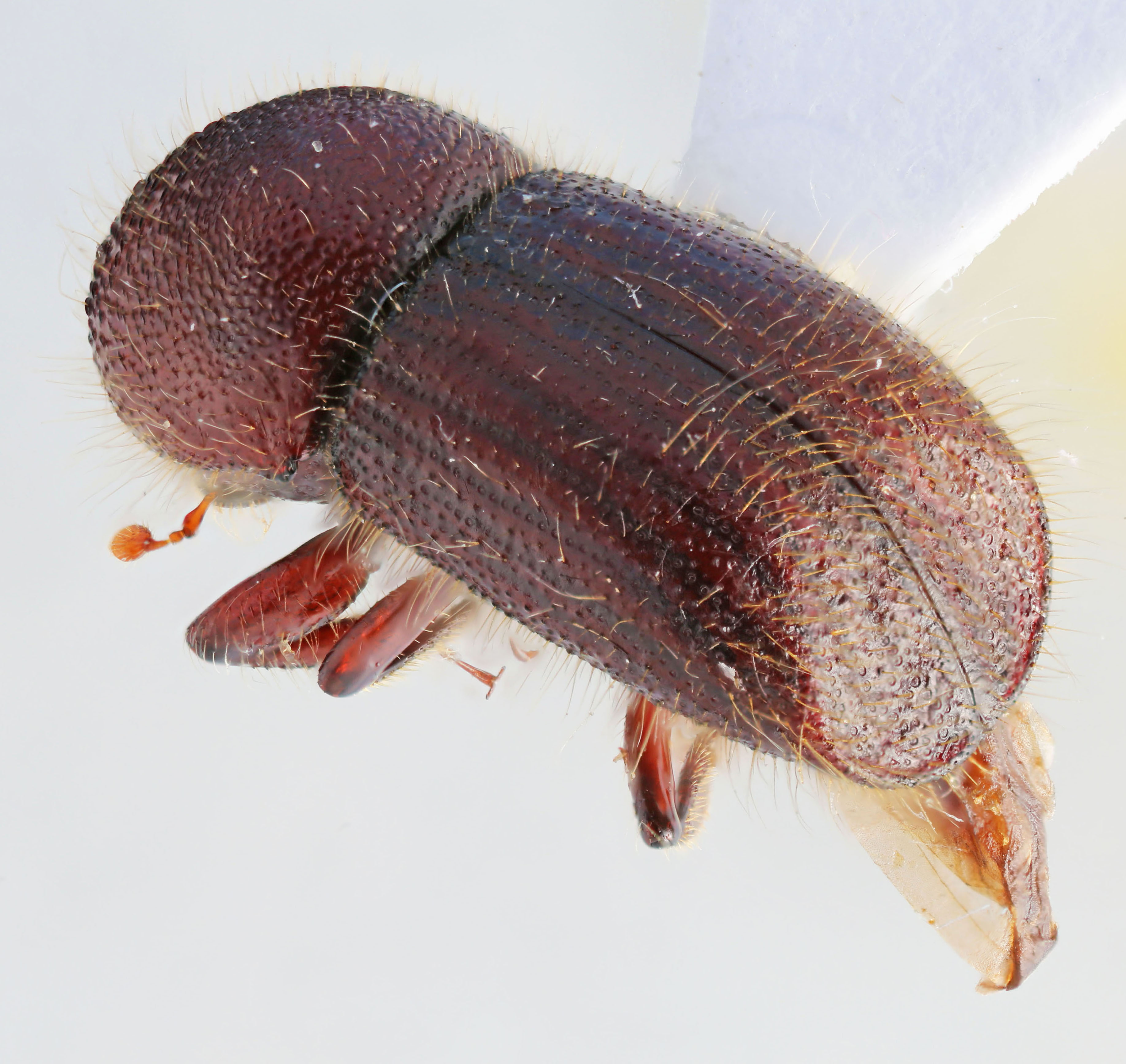Beaverium latus | Southeast Asian Ambrosia Beetle ID