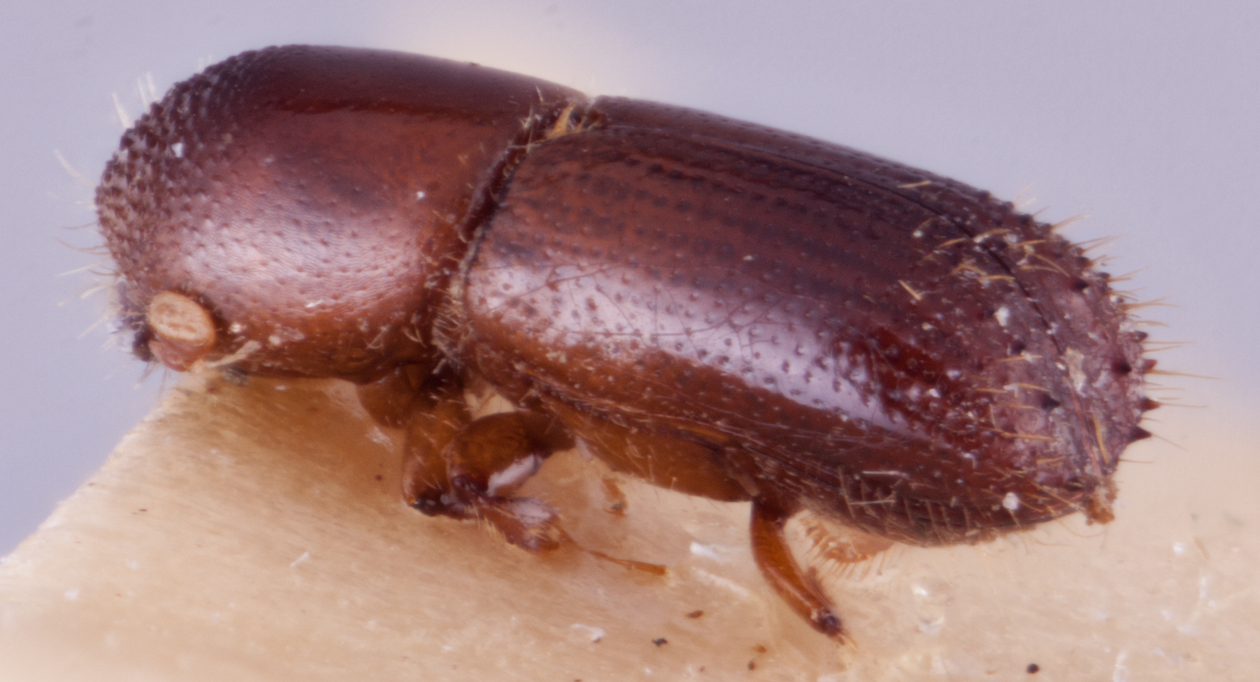 Xyleborinus sculptilis | Southeast Asian Ambrosia Beetle ID