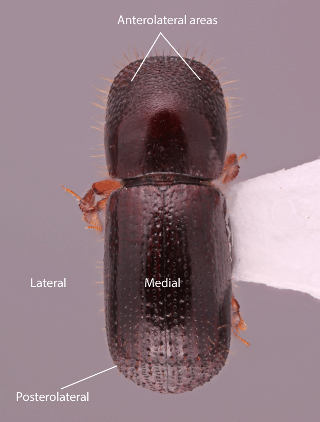 Xyleborus mysticulus | Southeast Asian Ambrosia Beetle ID