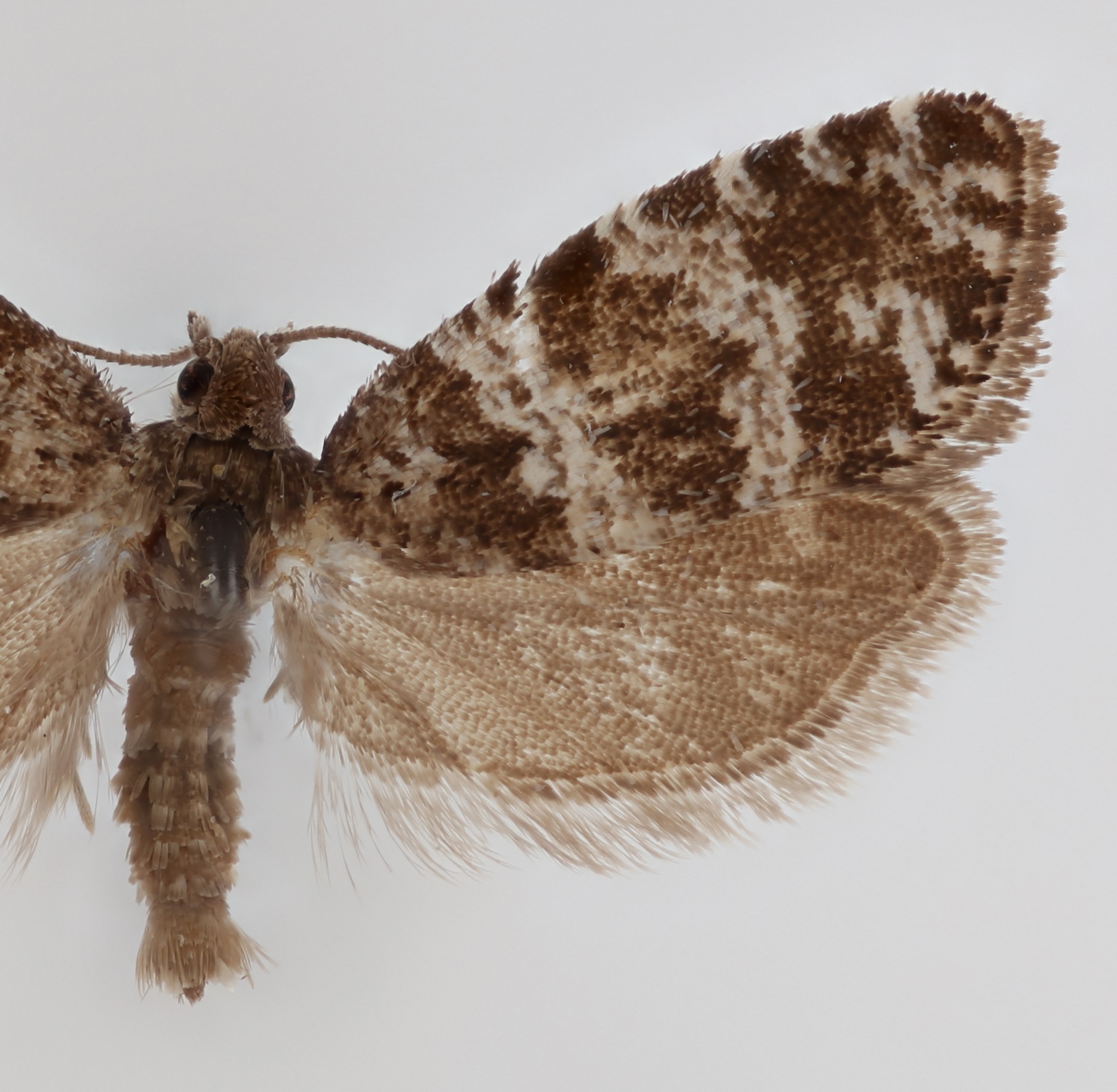 Taniva albolineana | Tortricid ID