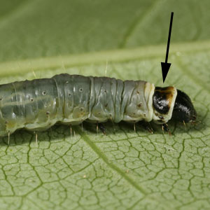 Leguminivora glycinivorella | TortID