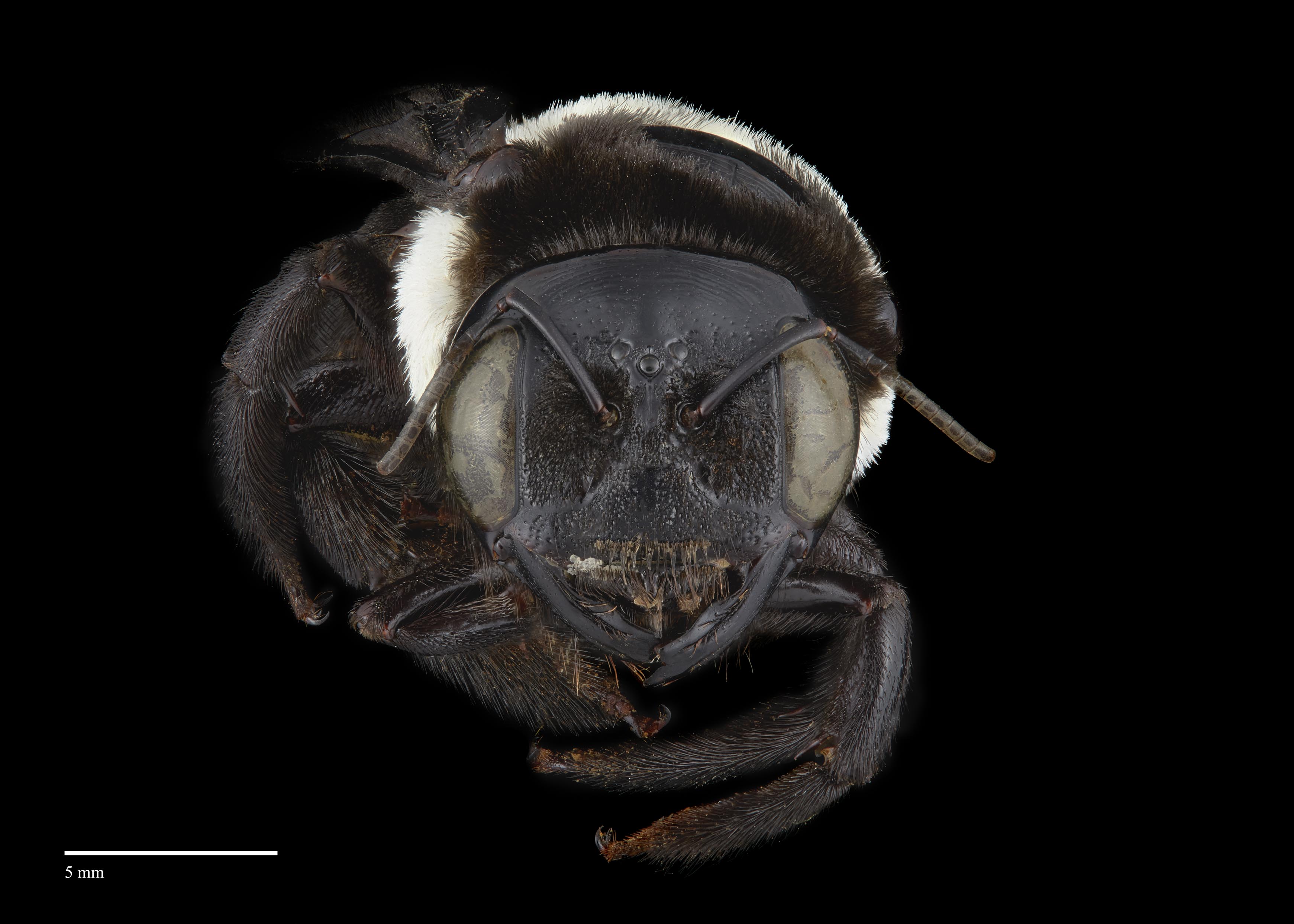 Xenoxylocopa | Exotic Bee ID