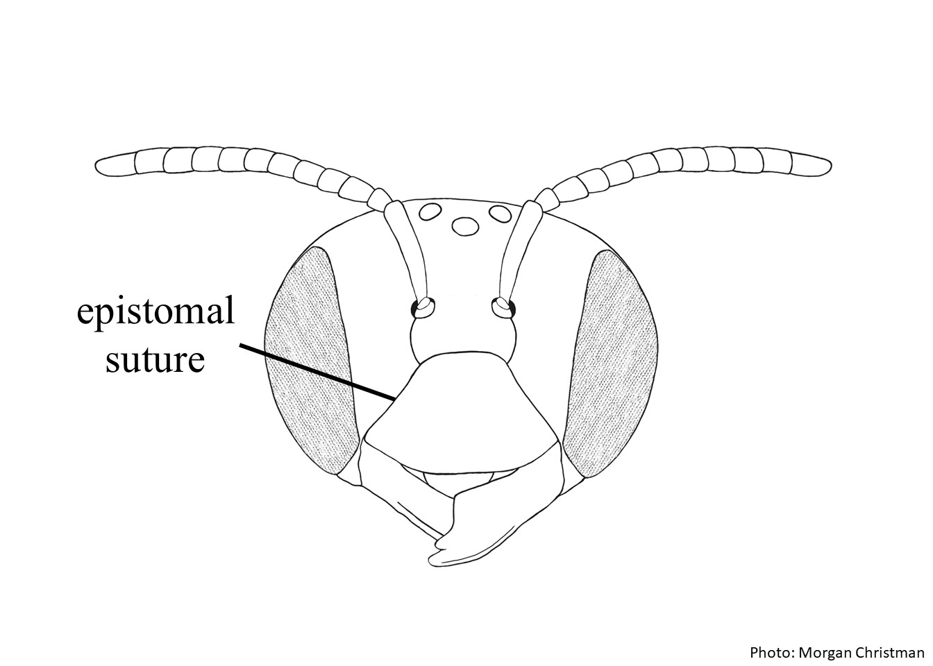 Glossary | Exotic Bee ID