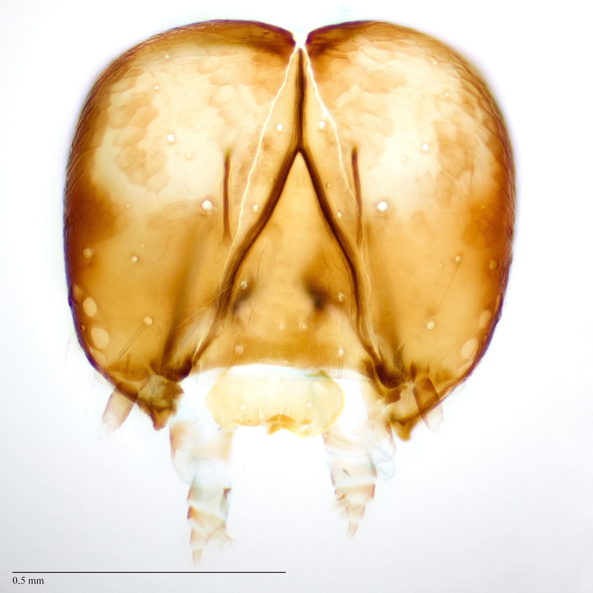 Anarsia lineatella | LepIntercept