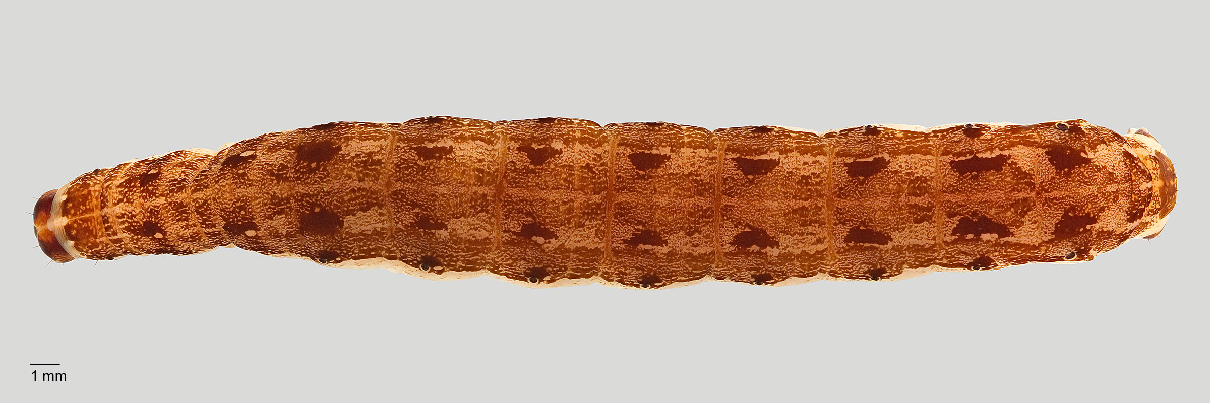 Spodoptera litura | LepIntercept