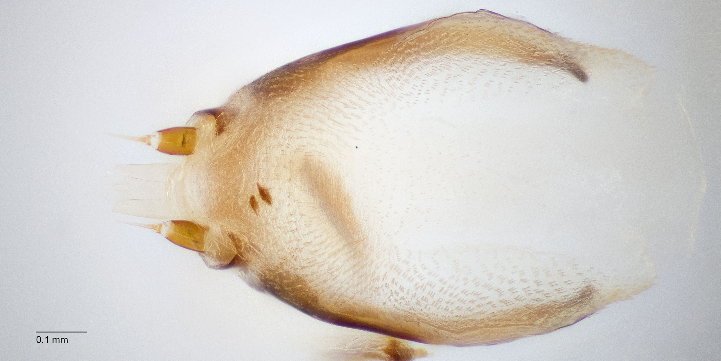 Spodoptera litura | LepIntercept