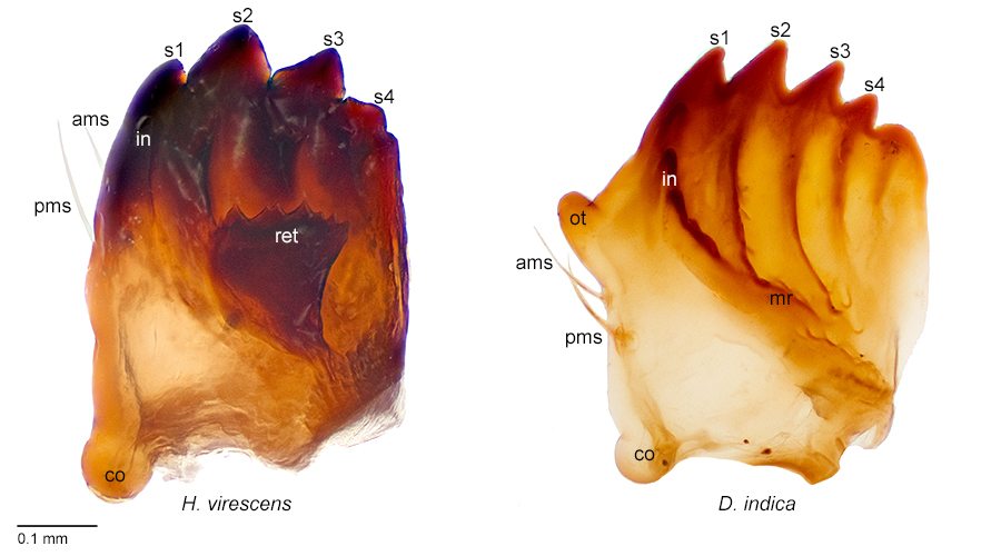Morphohology | LepIntercept