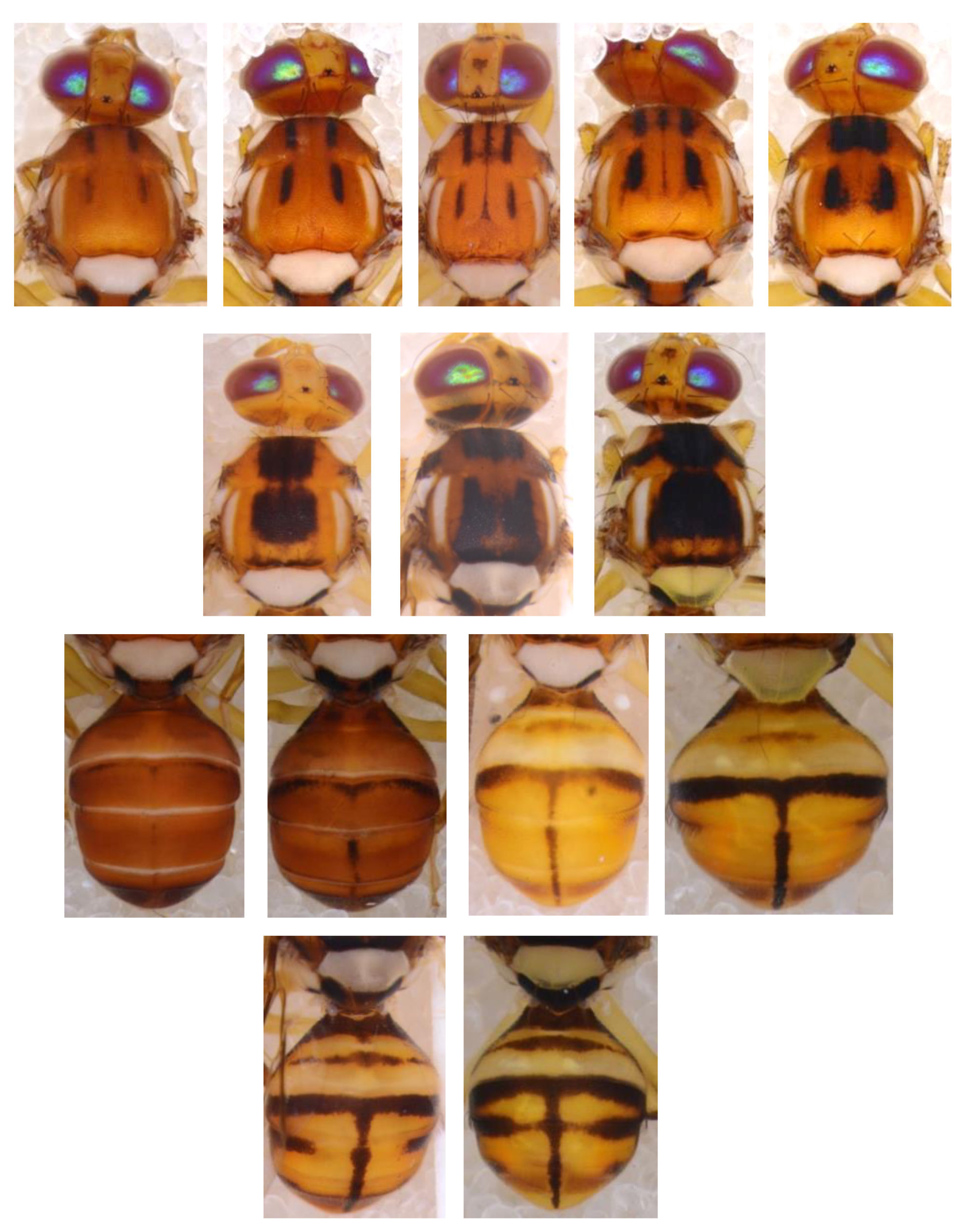 Bactrocera dorsalis species complex | Adult Bactrocera fruit fly ID