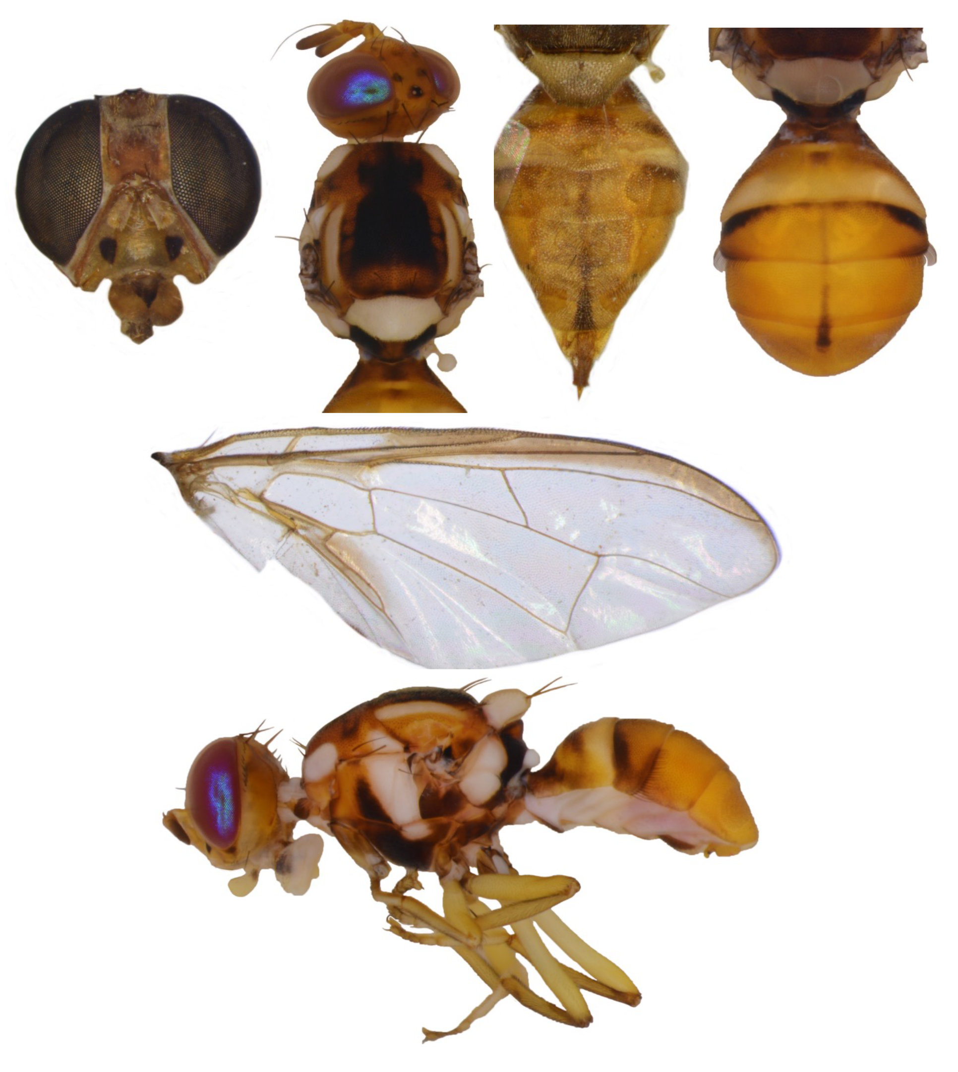 Bactrocera dorsalis species complex | Adult Bactrocera fruit fly ID