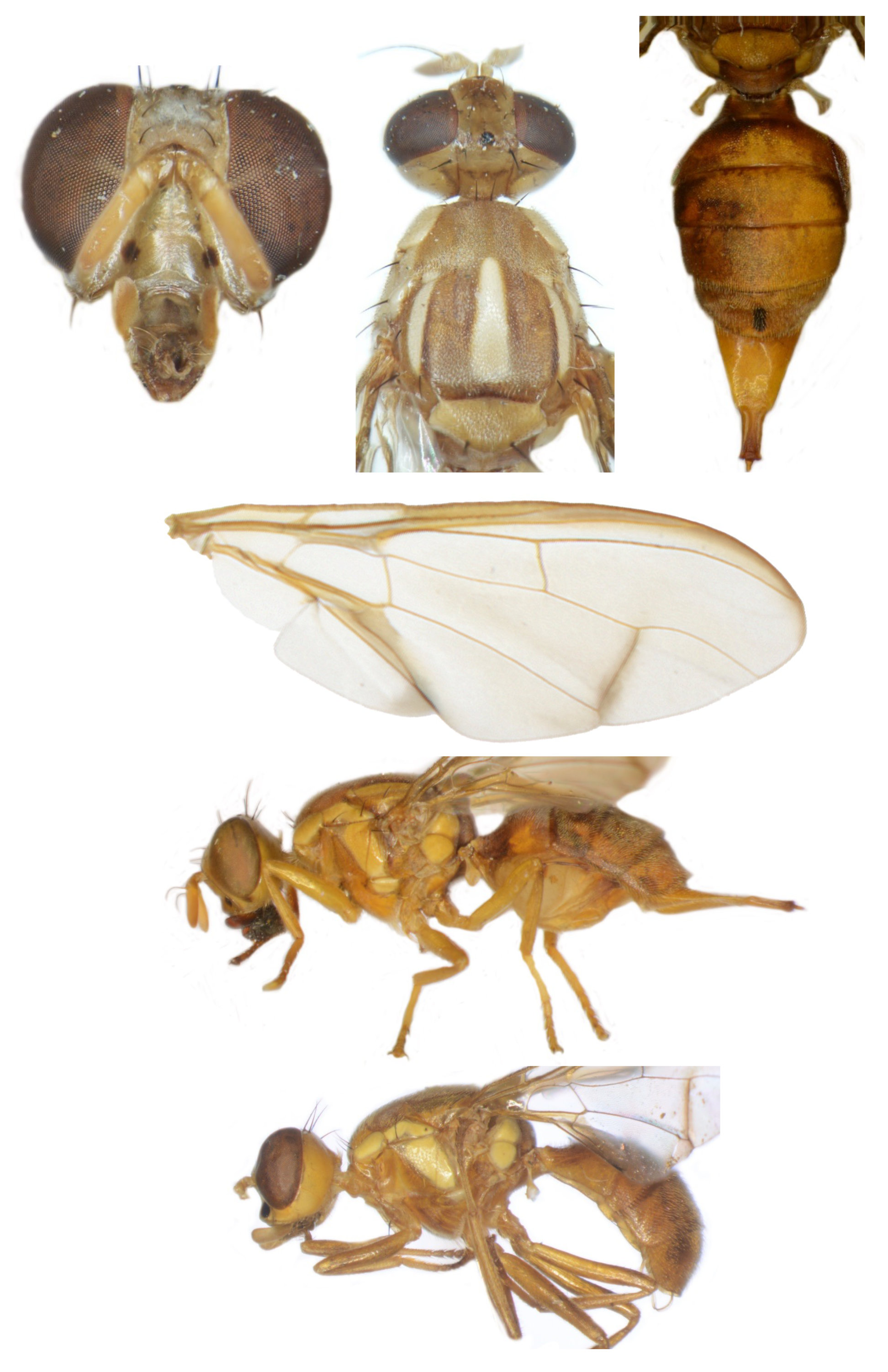 Zeugodacus strigifinis | Adult Bactrocera fruit fly ID