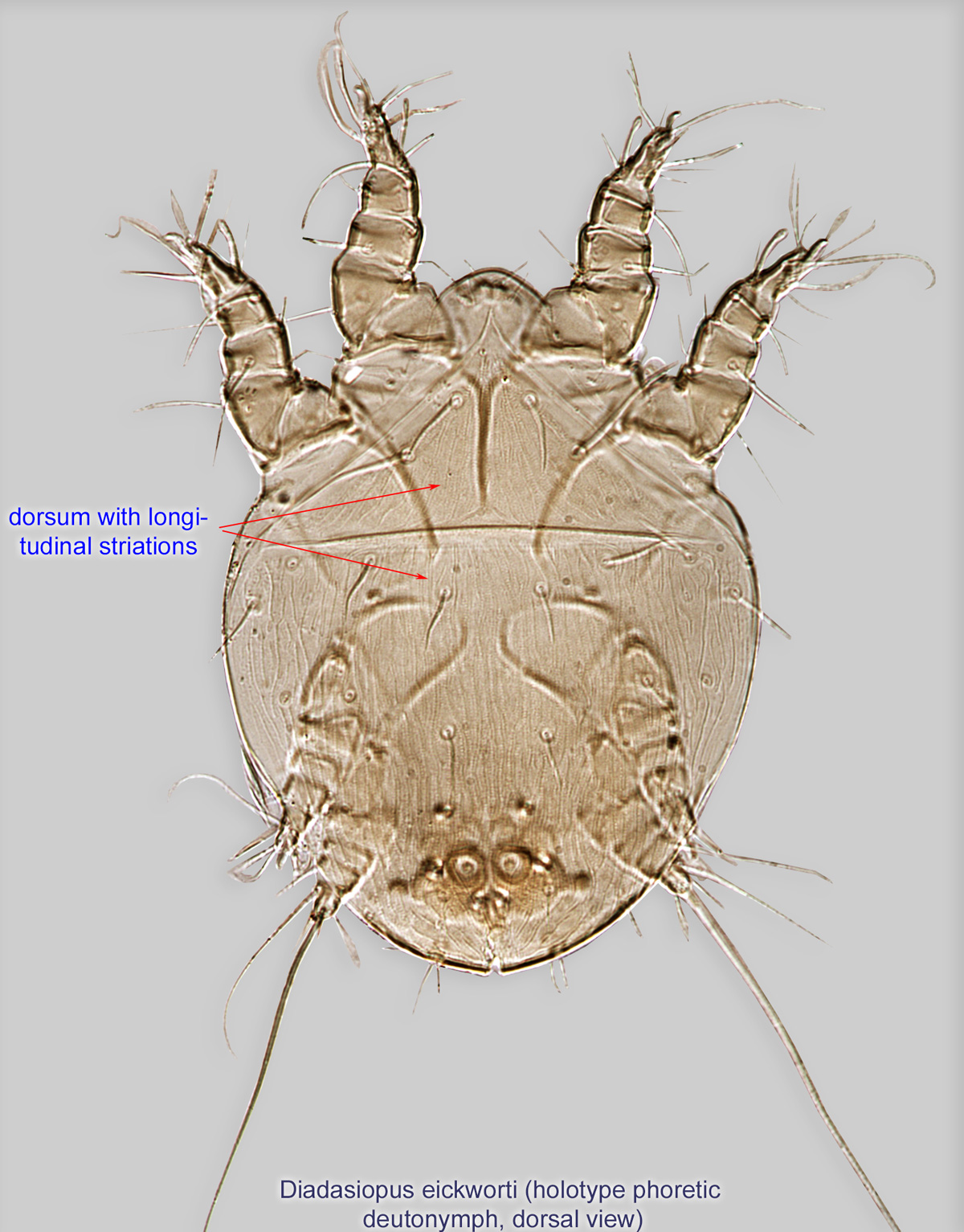 Diadasiopus | Bee Mite ID