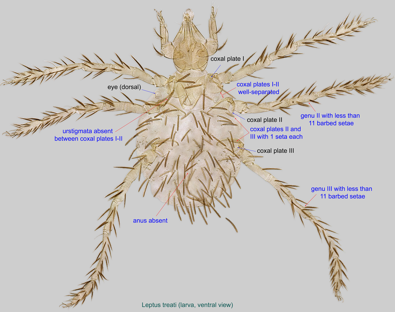 Leptus | Bee Mite ID