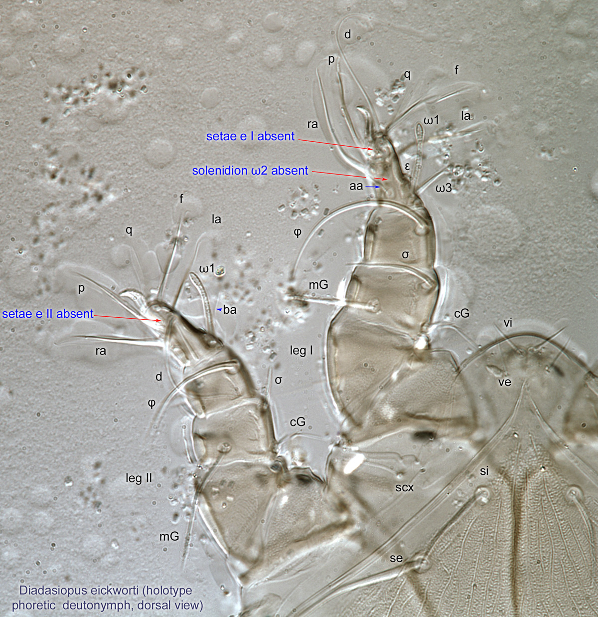 Diadasiopus | Bee Mite ID
