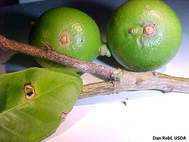 Lime anthracnose | Citrus Diseases